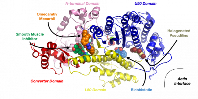 Unraveling the Mystery of Drug Specificity: The Case of Blebbistatin ...