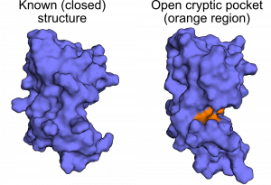 Function of a cryptic pocket – Folding@home